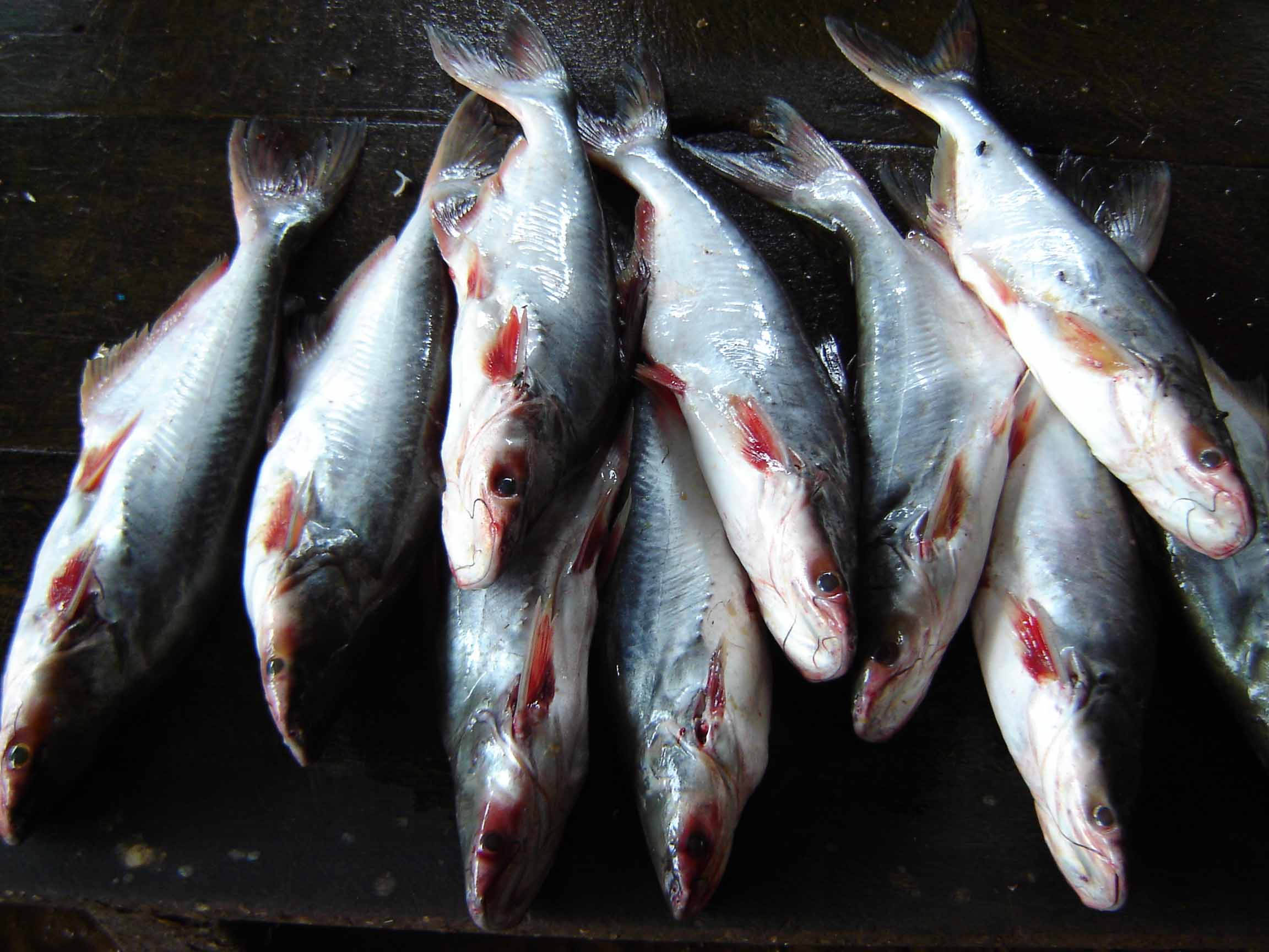 Official Review of the Xayaburi Dam Reveals Project Flaws ...