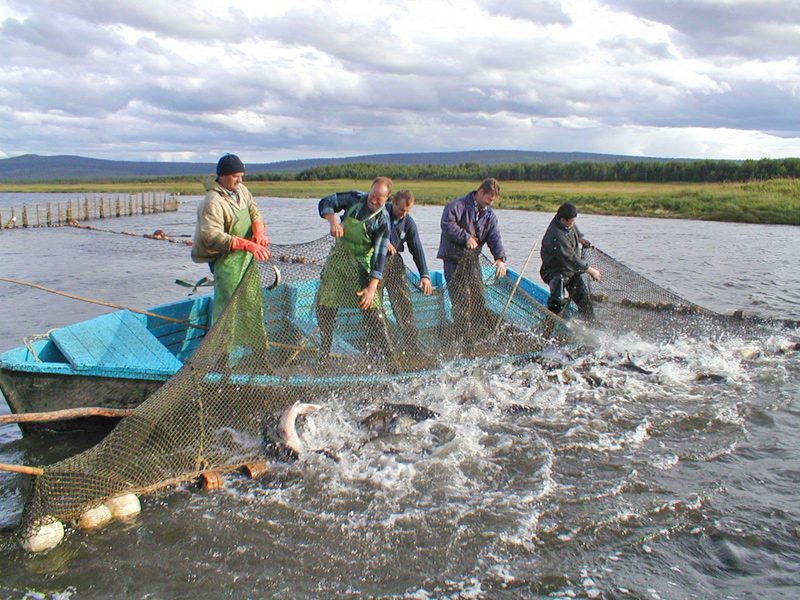 Old Ties, New Challenges: Amur River at Risk - International Rivers ...