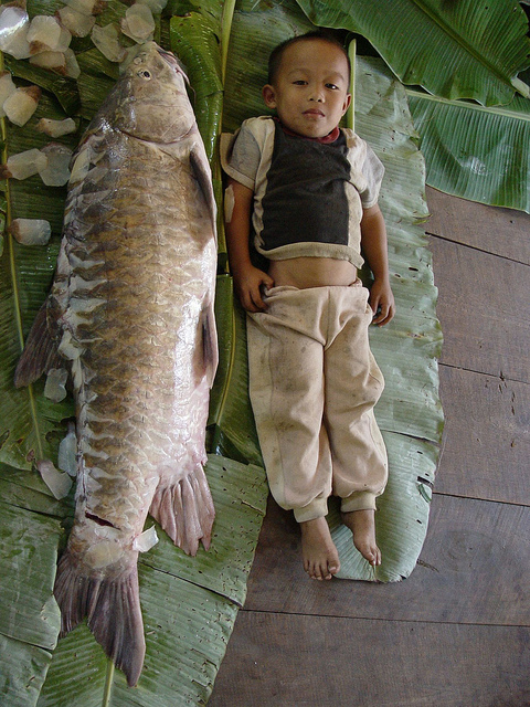 Briefing: Current Status of Dam Projects on Burma’s Salween River ...